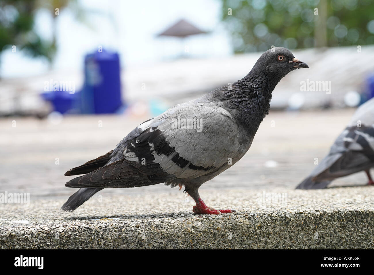 Dove bird close up zoom sharp high quality Stock Photo - Alamy