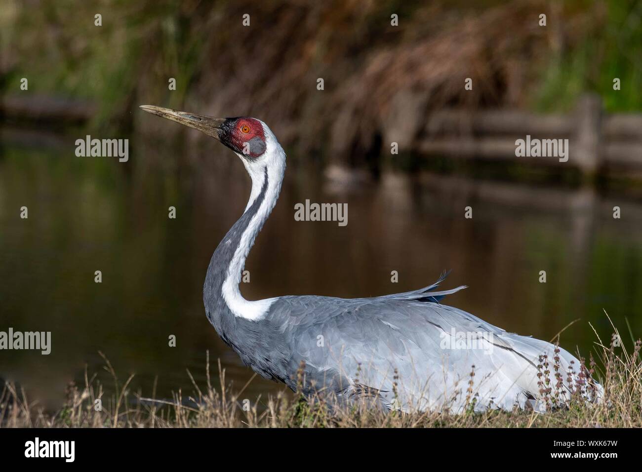White-Naped Crane by a lake, United States Stock Photo - Alamy