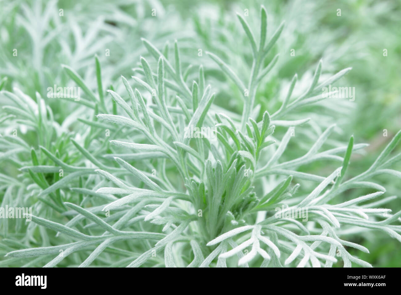 Silver mound hi-res stock photography and images - Alamy
