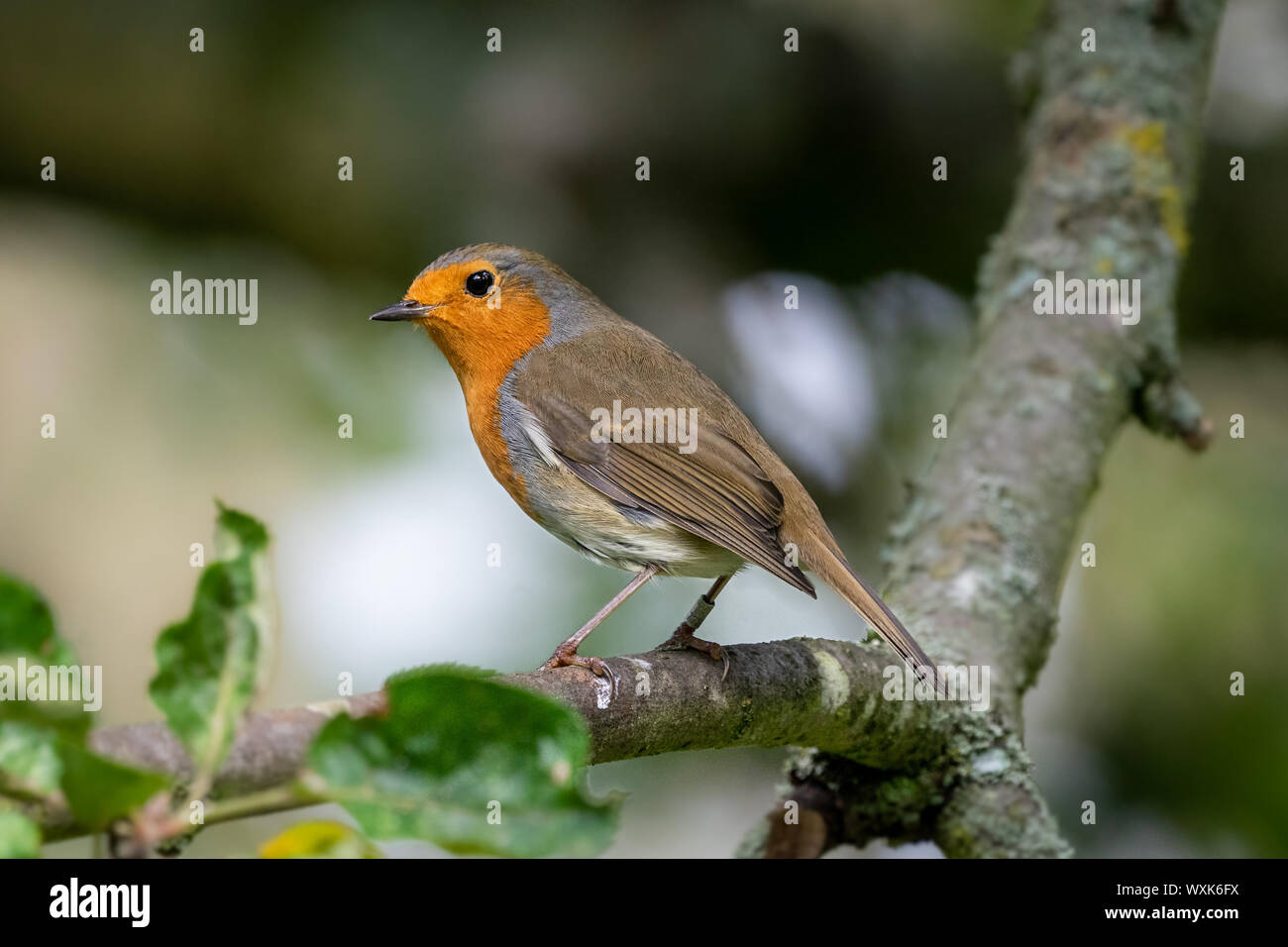 Robin sitting on a tree branch Stock Photo - Alamy