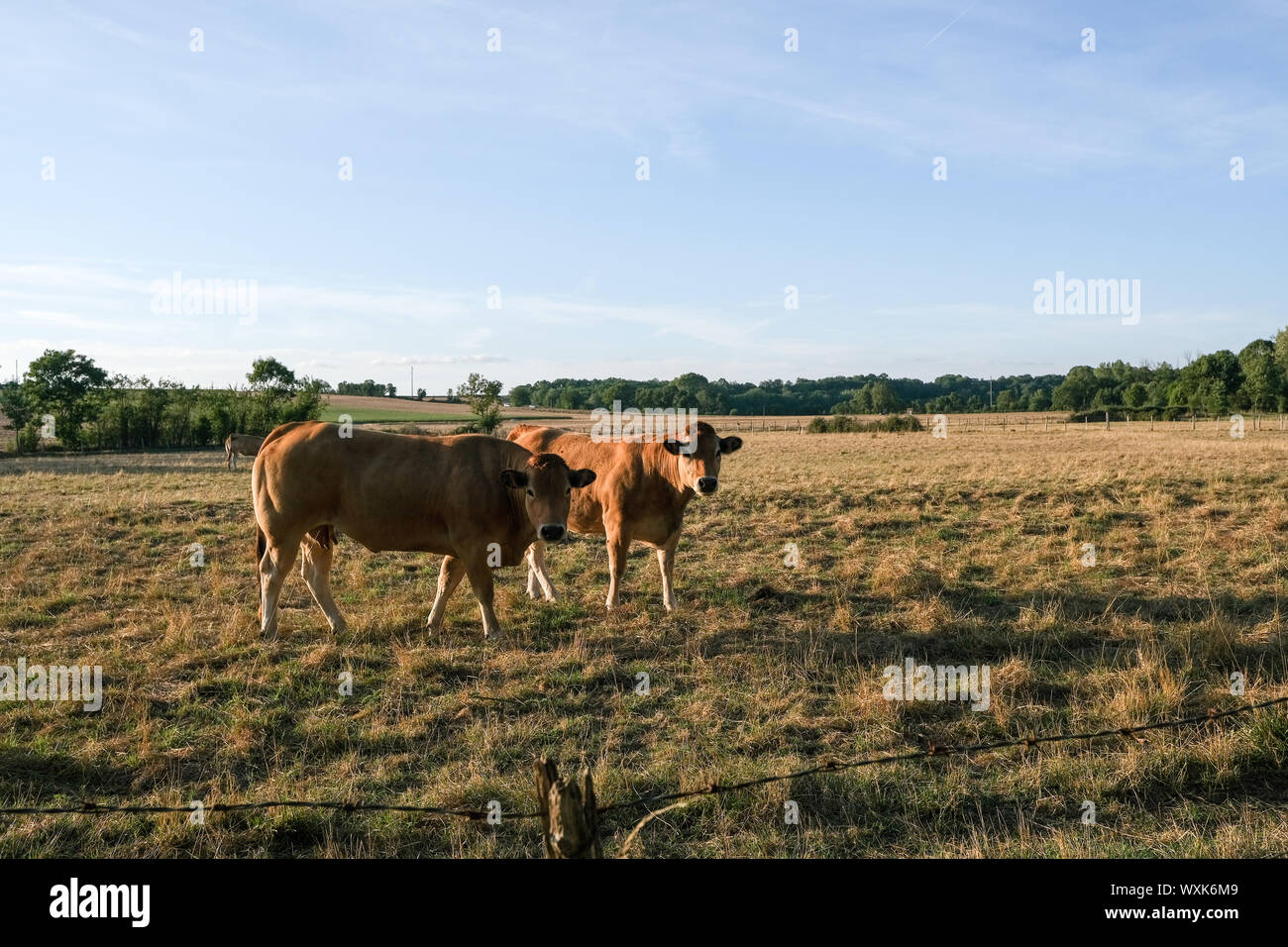 Portrait of two cows hi-res stock photography and images - Alamy