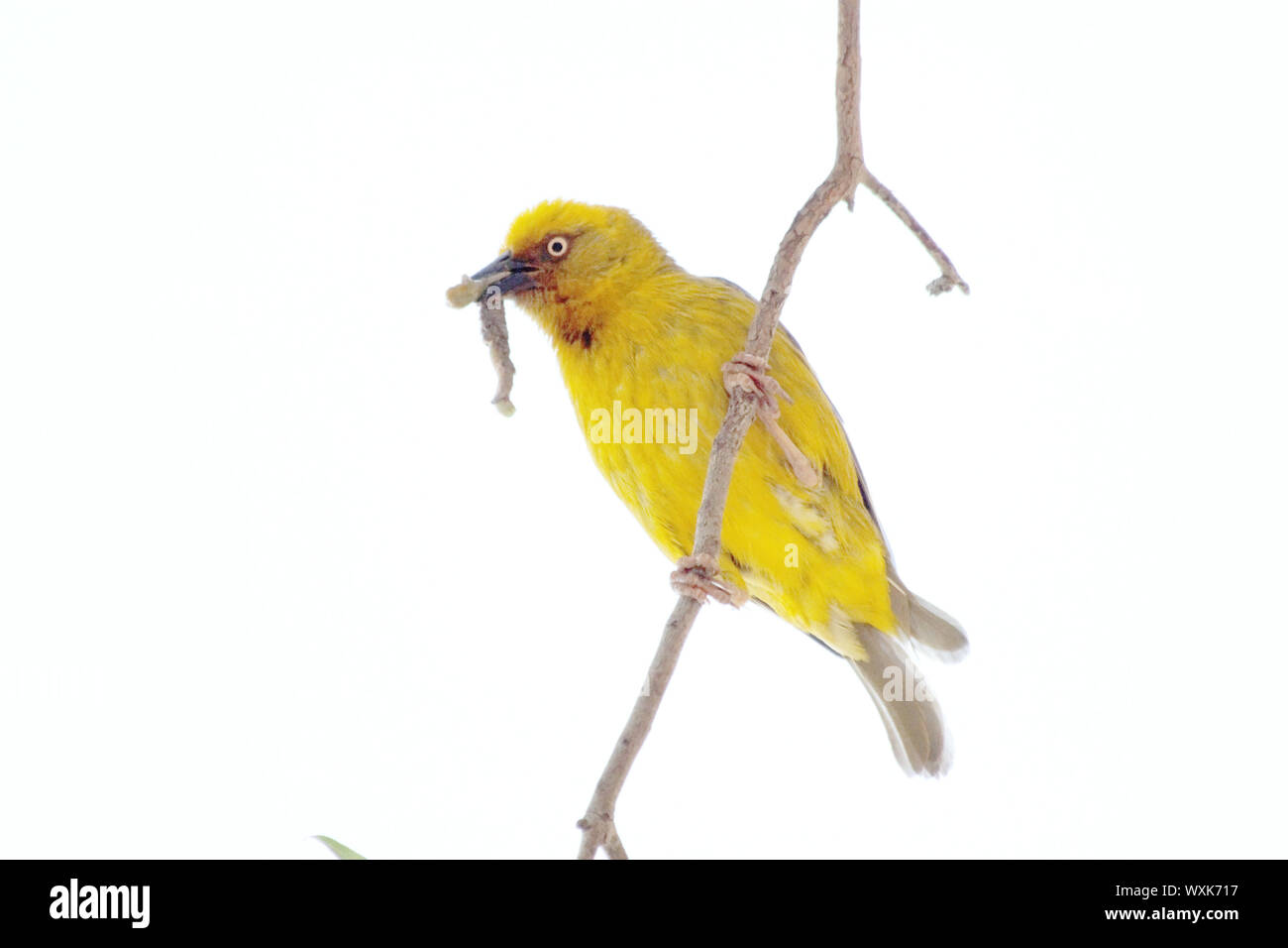 Bird species in zoo Cut Out Stock Images & Pictures - Alamy