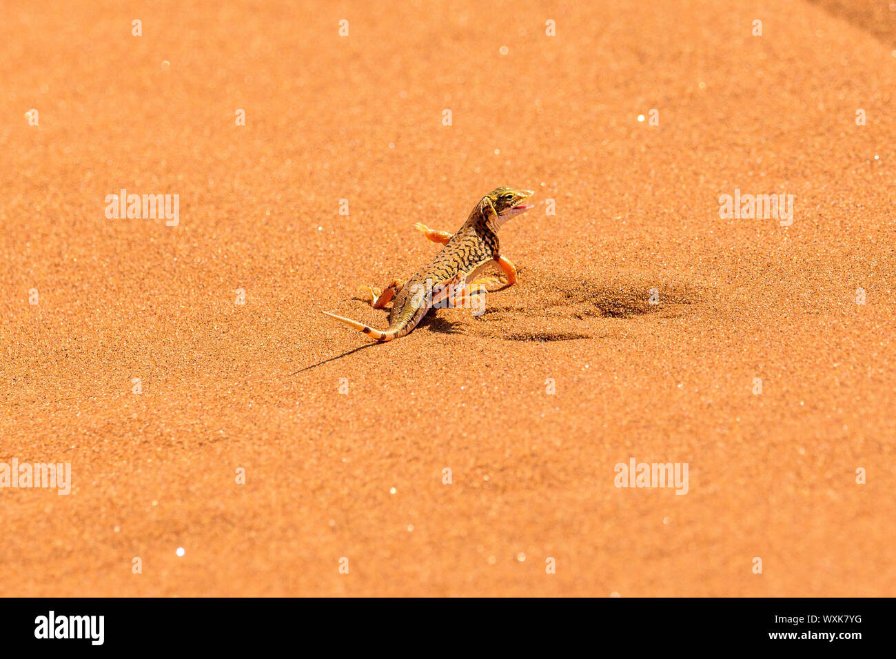 Little desert lizard on a sand dune in the Namib desert, Namib Naukluft ...