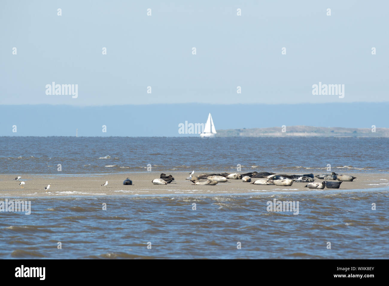 Texel seal hi-res stock photography and images - Alamy