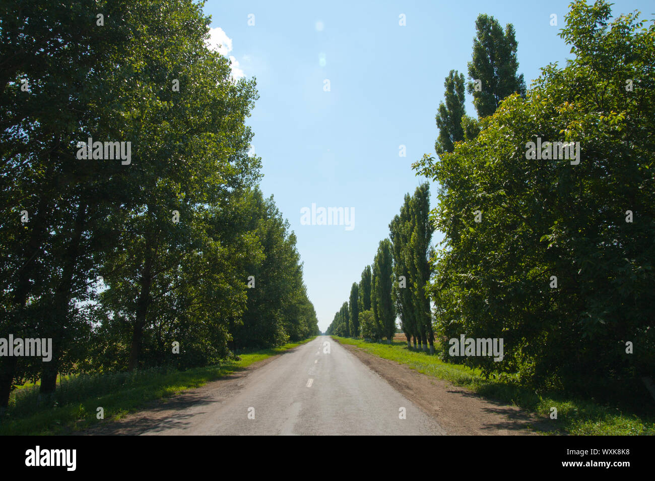 road in trees Stock Photo - Alamy