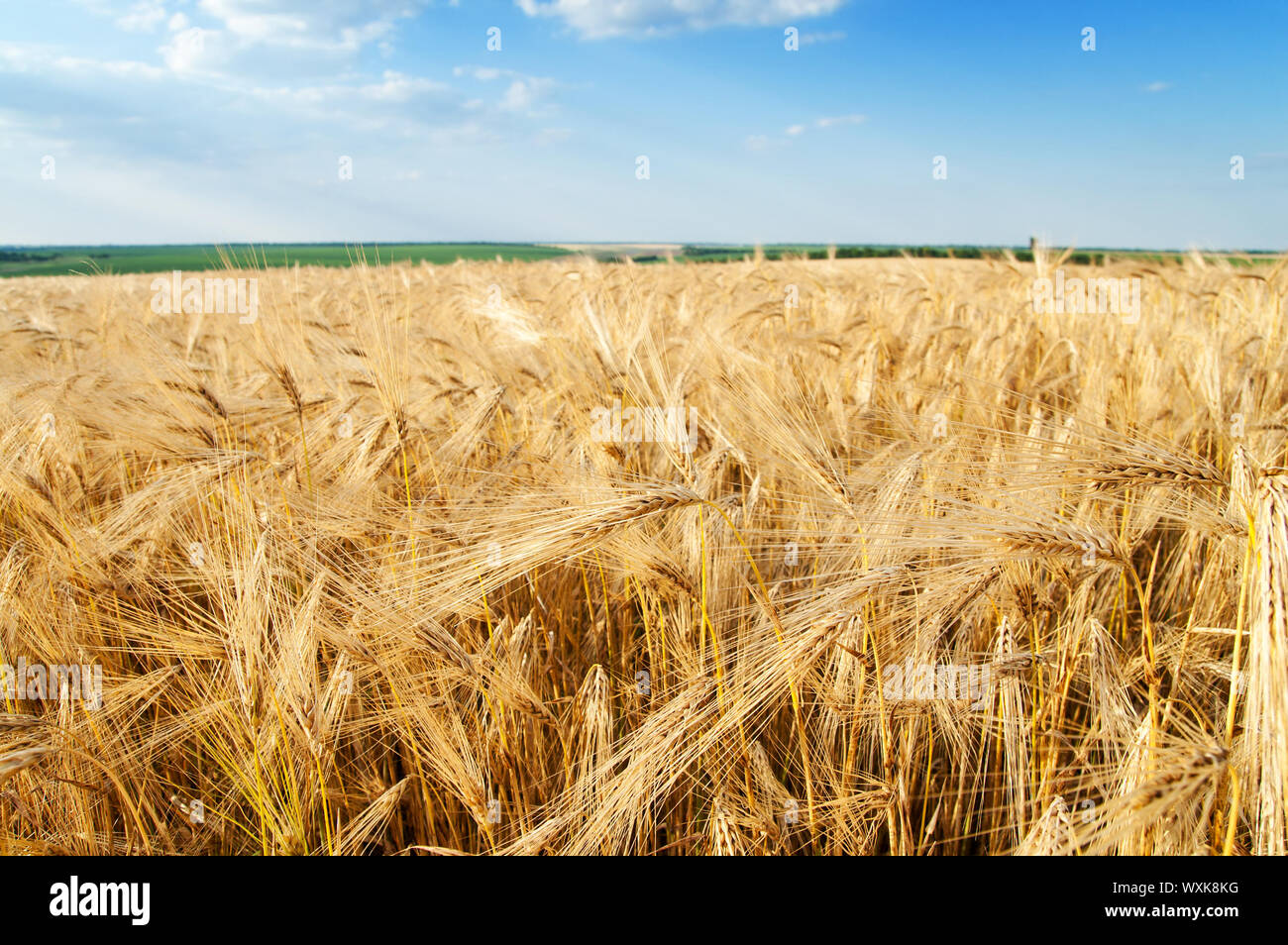 field of wheat Stock Photo - Alamy