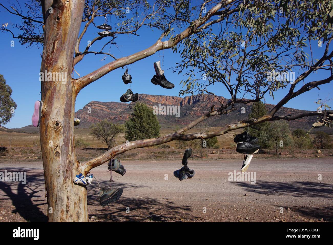 Close-Up of a Quirky Shoe Tree with the Flinders Ranges as a Backdrop ...