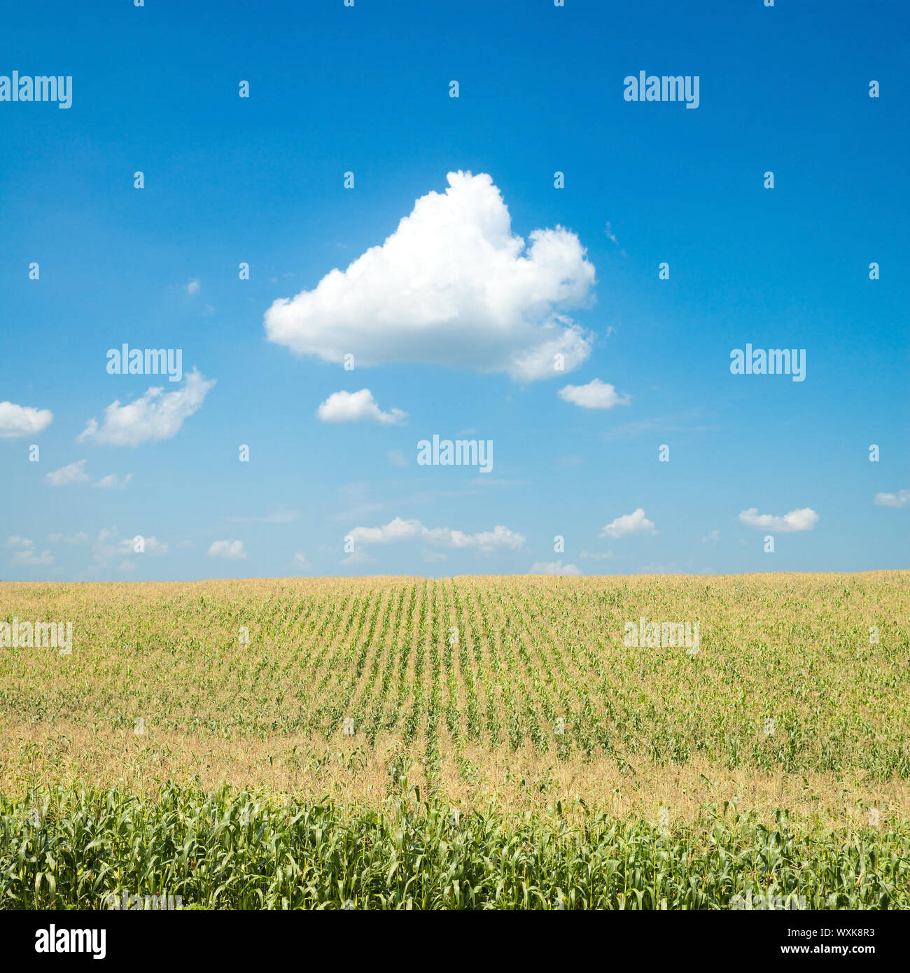 field with corn under blue sky and clouds Stock Photo - Alamy