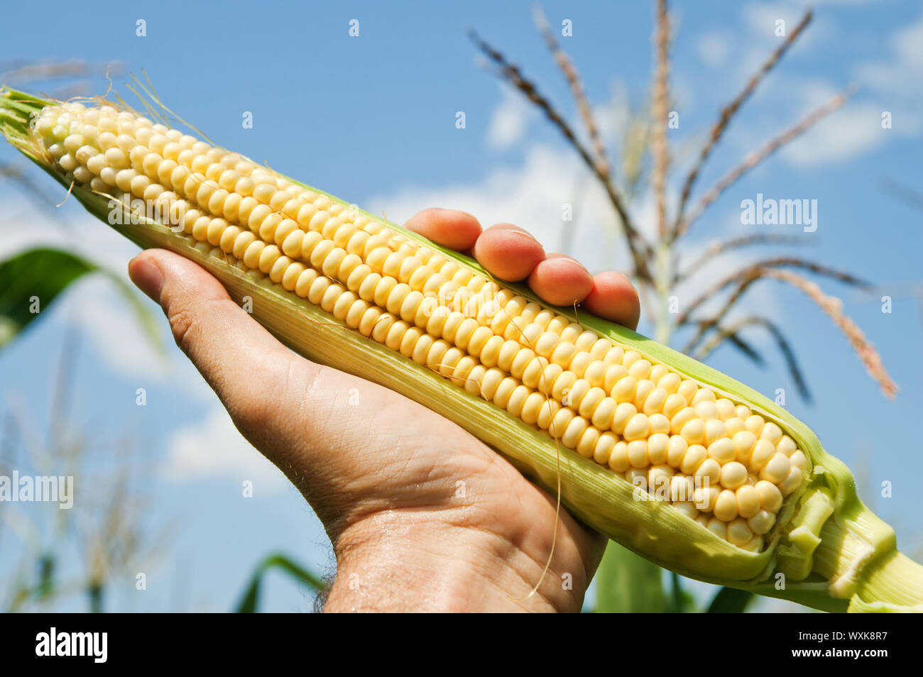 view of an ear of corn in hand Stock Photo - Alamy