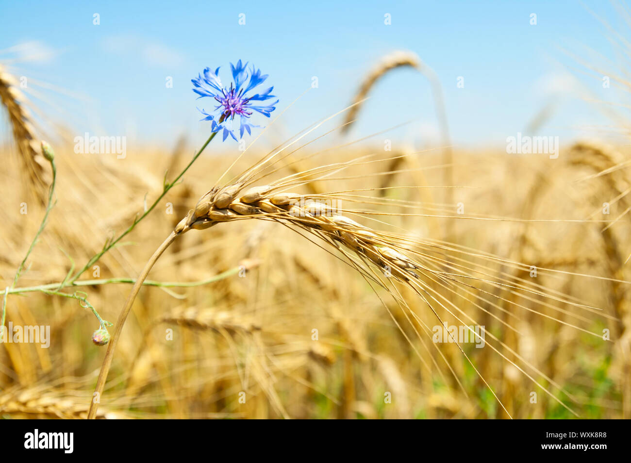 ears of wheat with flowers Stock Photo - Alamy