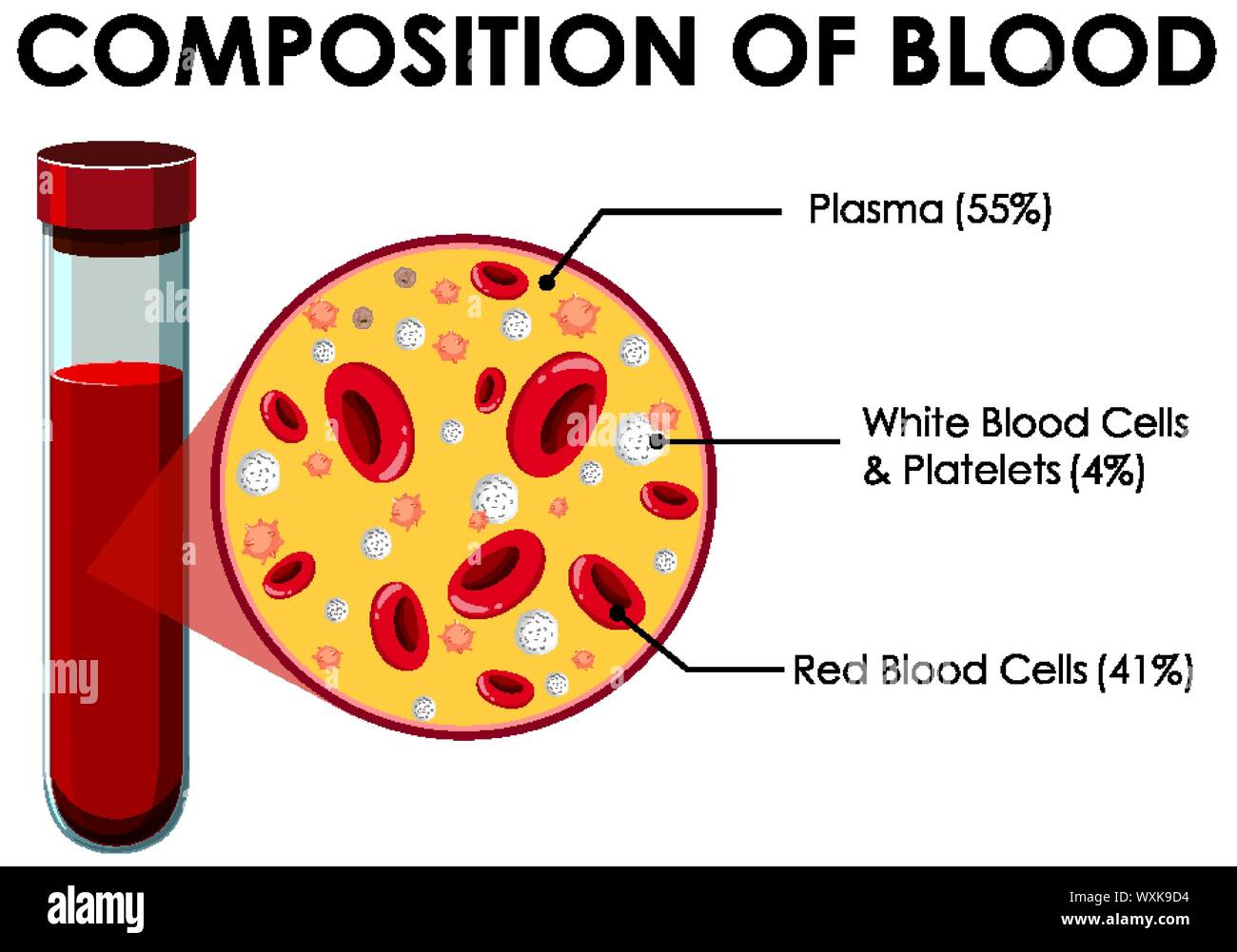 Diagram showing composition of blood illustration Stock Vector Image ...
