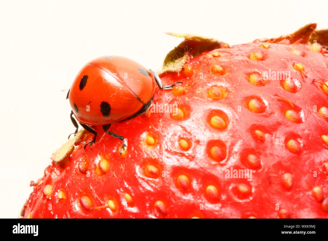 strawberry ladybug gourmet macro close up Stock Photo - Alamy
