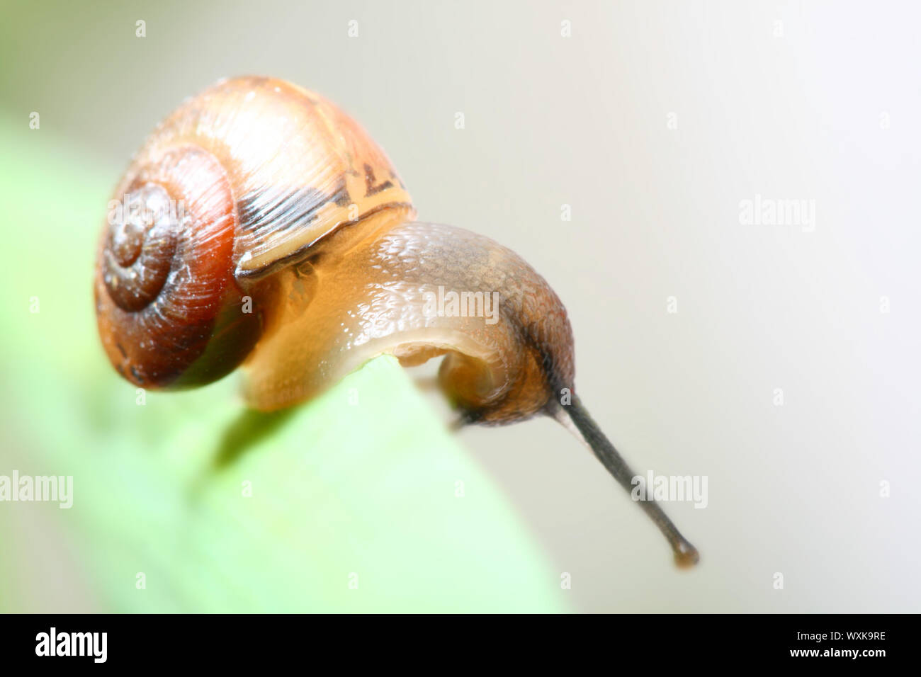 little shell on grass isolated on white Stock Photo - Alamy