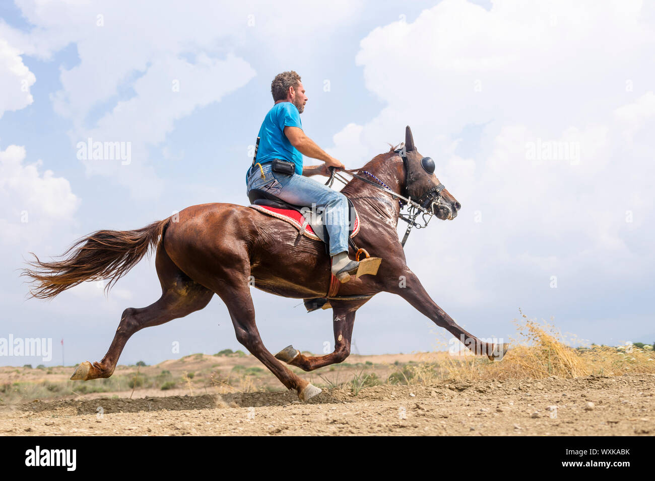 Rahvan Horse. Chestnut horse with rider performing the flying pace ...
