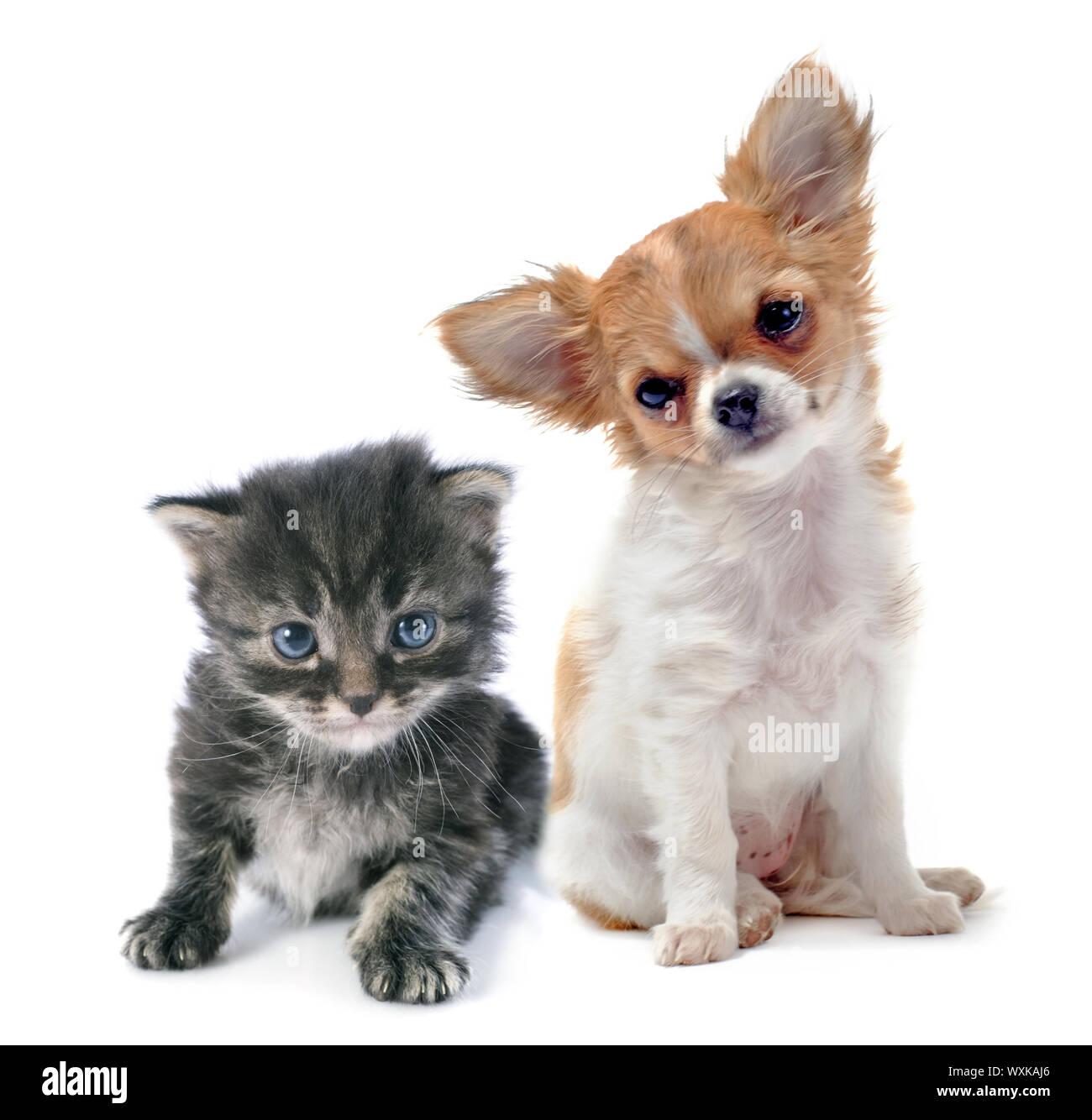 portrait of a cute purebred puppy chihuahua and tabby cat in front of ...