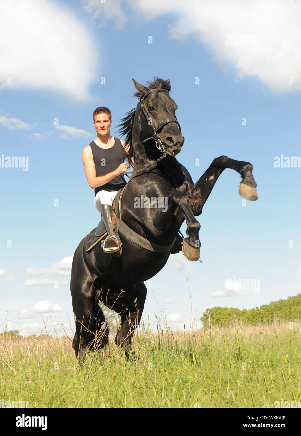 young man and her beautiful black stallion rearing up Stock Photo - Alamy