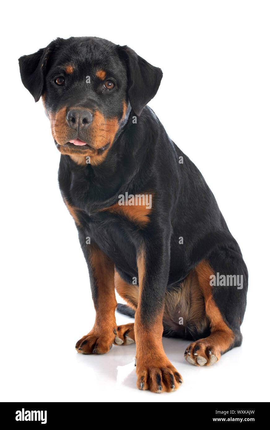 portrait of a purebred puppy rottweiler in front of white background ...