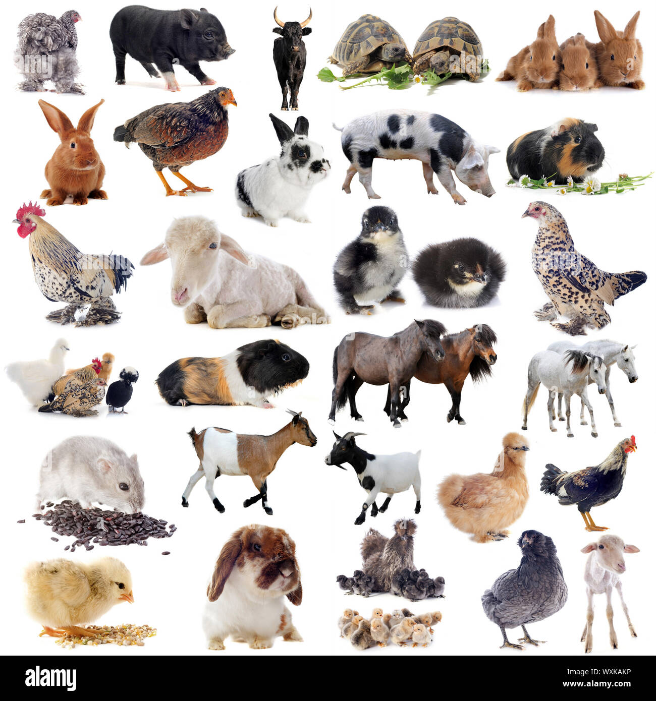 farm animals in front of white background Stock Photo - Alamy