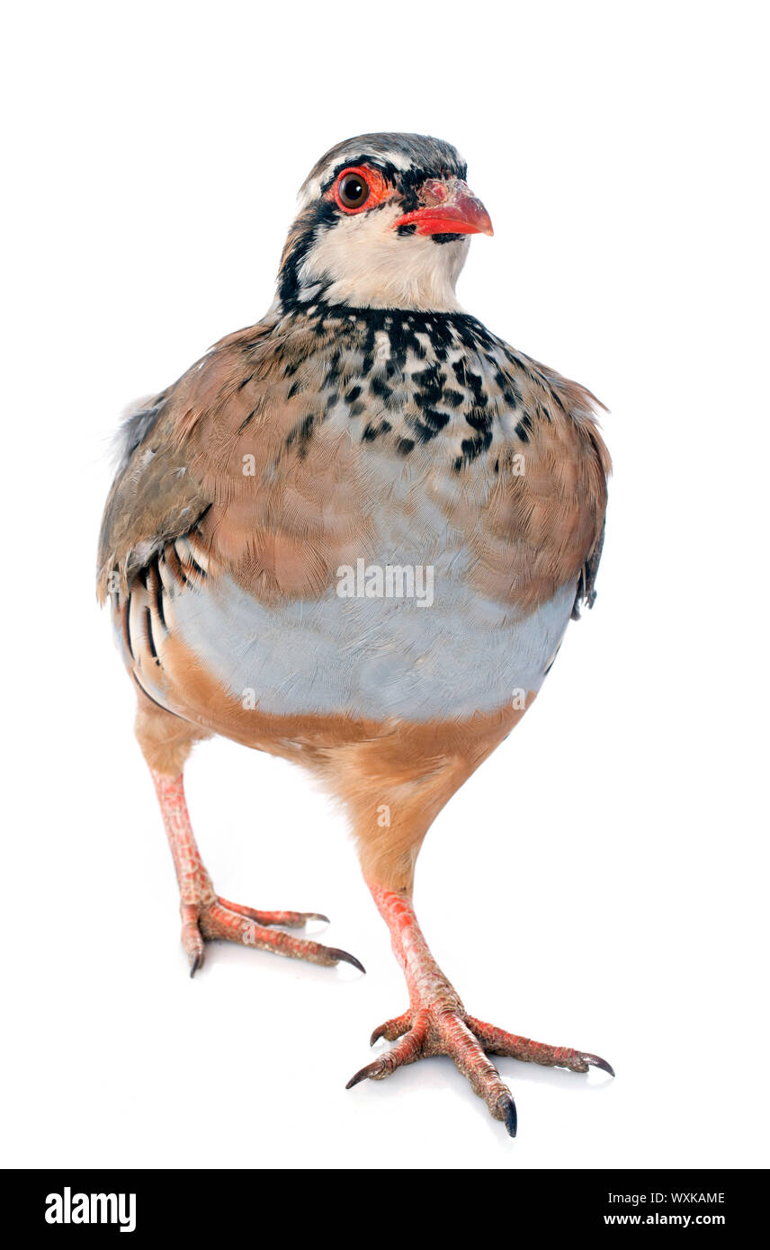 Red legged partridge isolated hi-res stock photography and images - Alamy