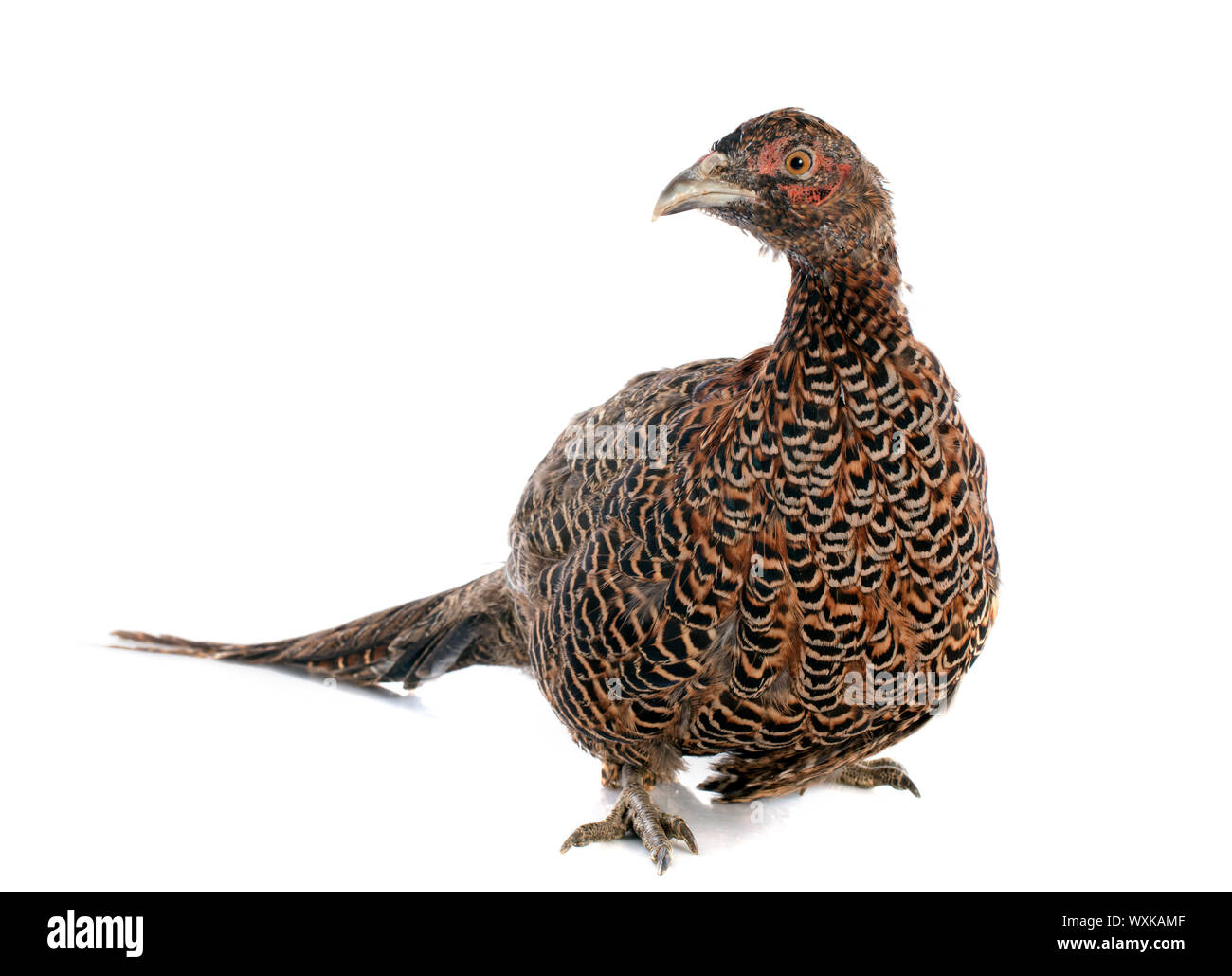 female European Common Pheasant, Phasianus colchicus, in front of white ...