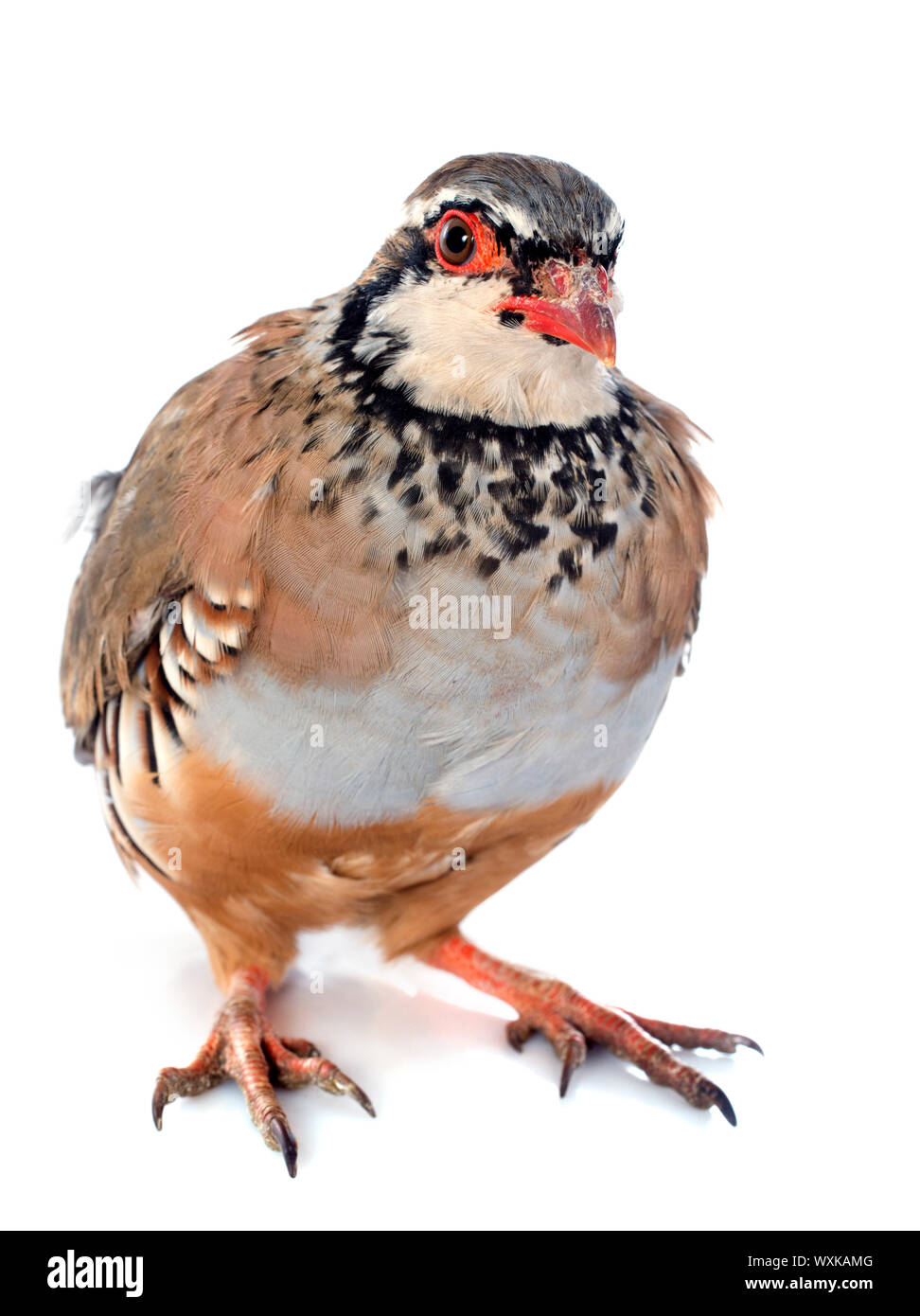 Red legged partridge french partridge Cut Out Stock Images & Pictures ...