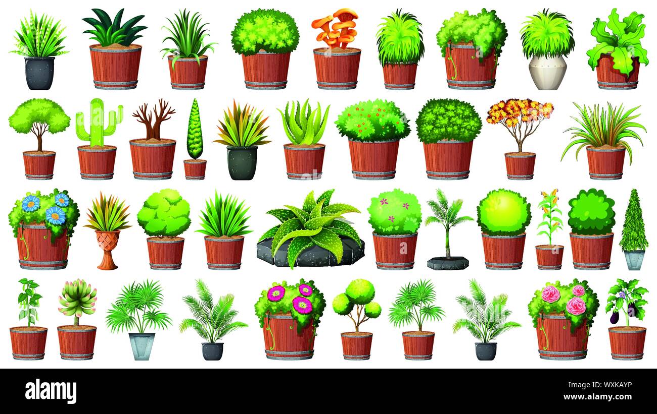 Collection of potted plants on white illustration Stock Vector Image ...