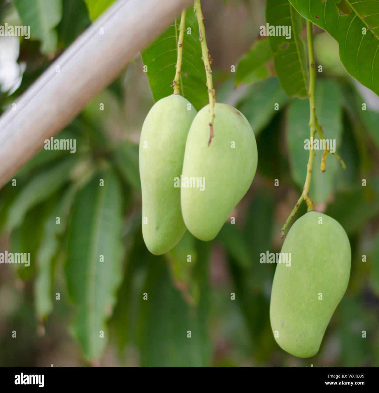 green mango on tree in asia Stock Photo - Alamy
