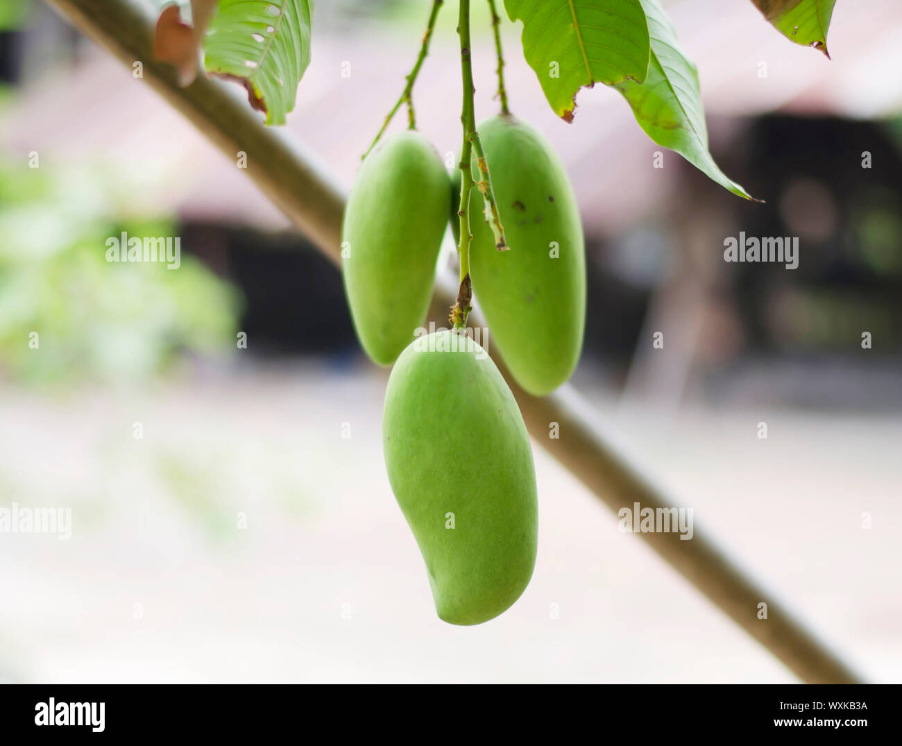 green mango on tree in asia Stock Photo - Alamy