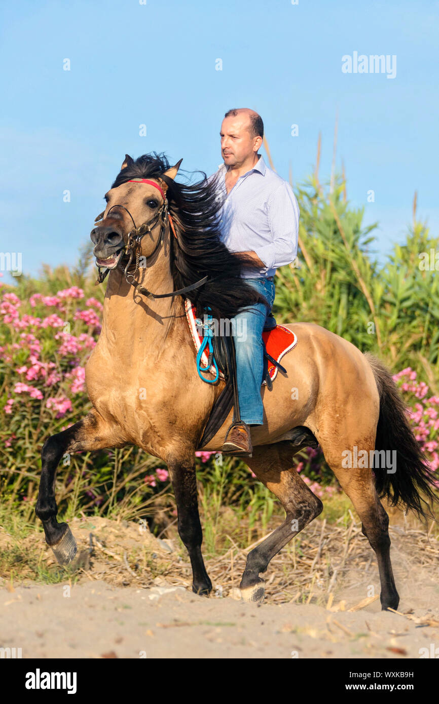 Rahvan Horse. Dun stallion with rider performing the flying pace ...