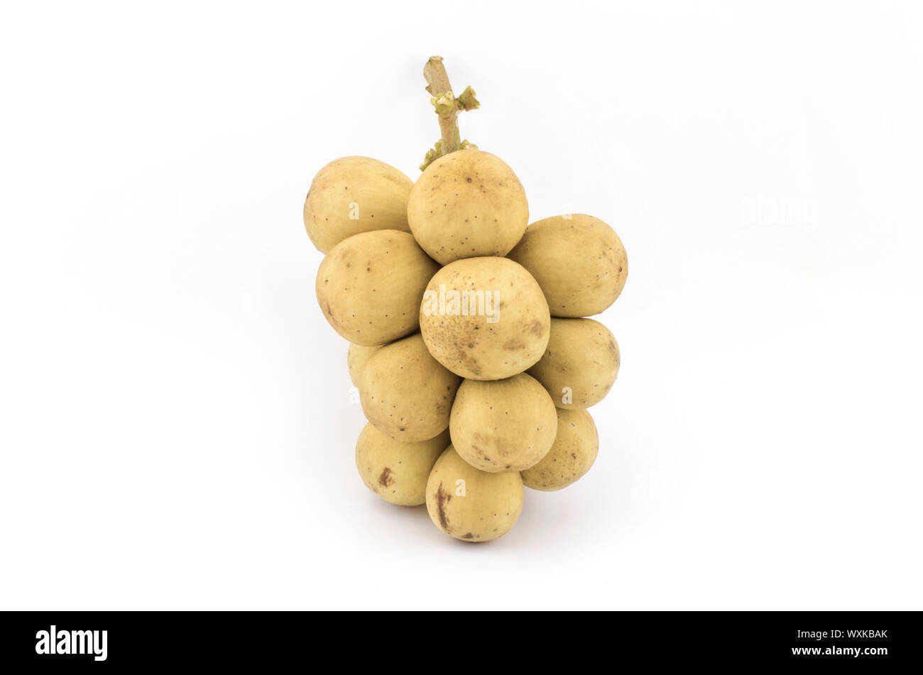 Lansium domesticum isolated on white background Stock Photo - Alamy