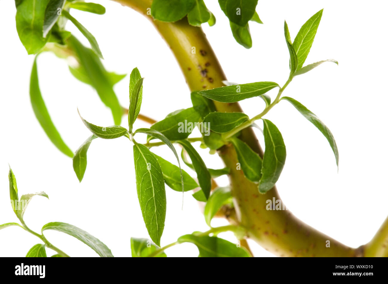 Tree branch with leaves isolated on white Stock Photo - Alamy