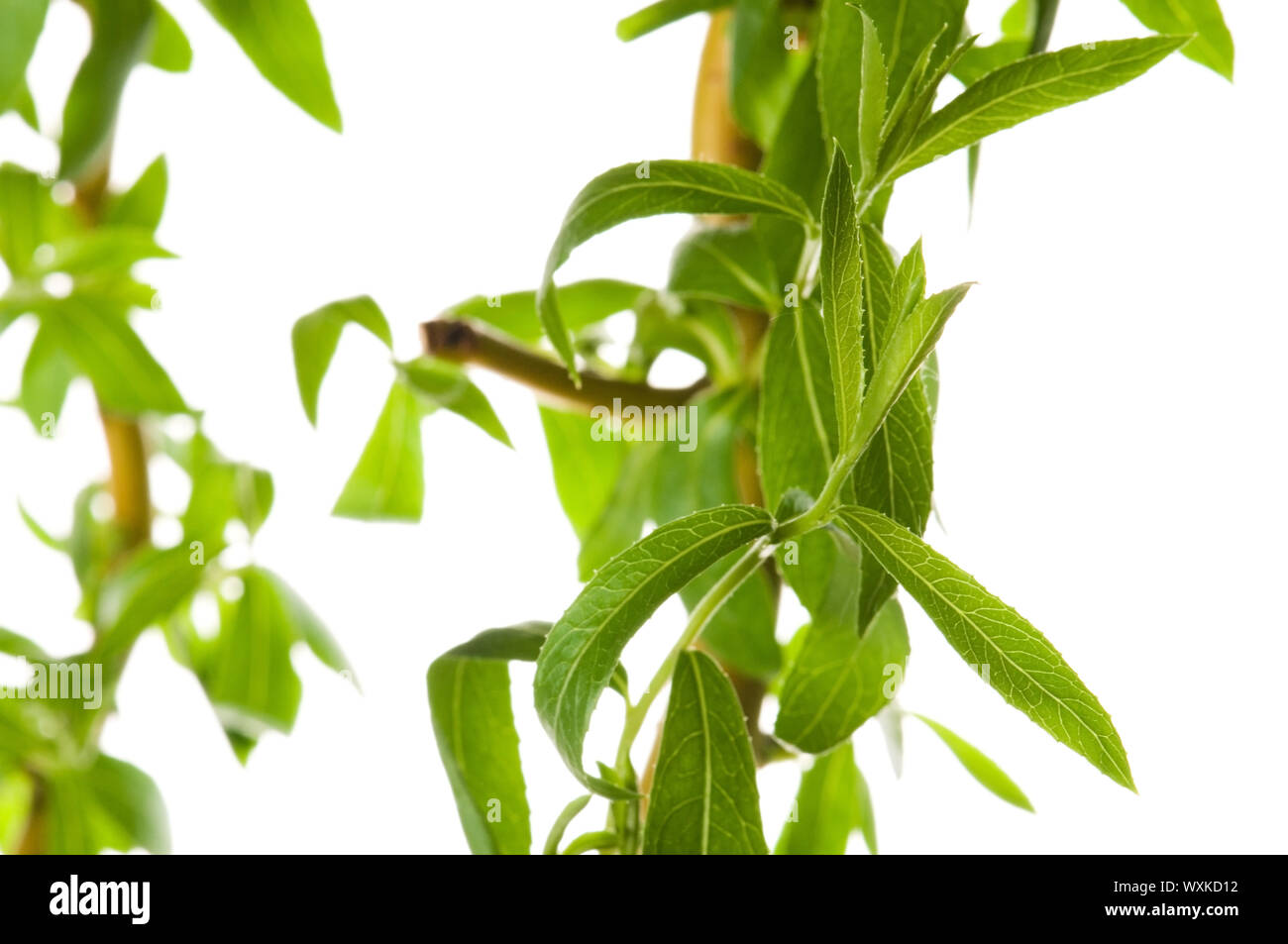 Tree branch with leaves isolated on white Stock Photo - Alamy