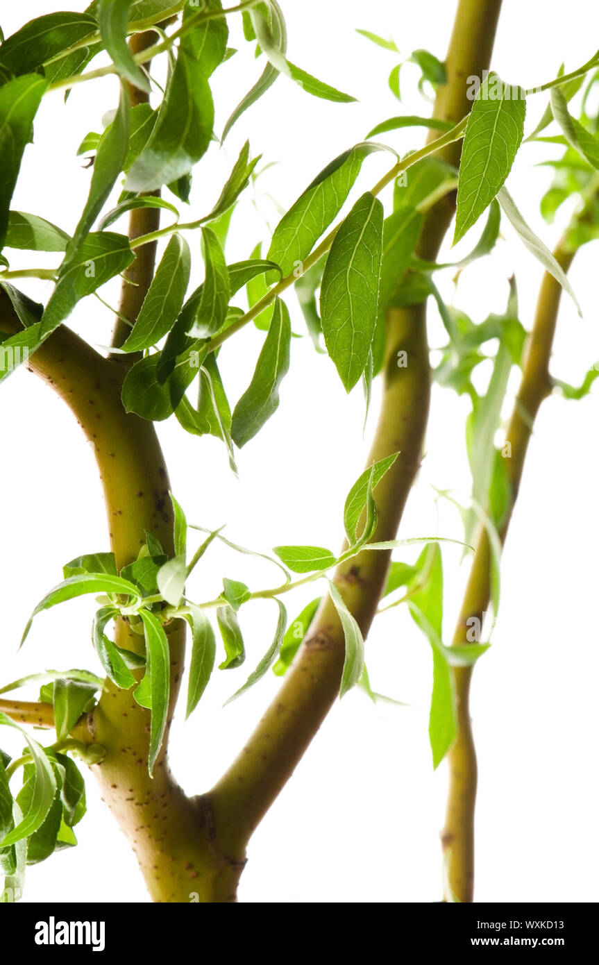 Tree branch with leaves isolated on white Stock Photo - Alamy