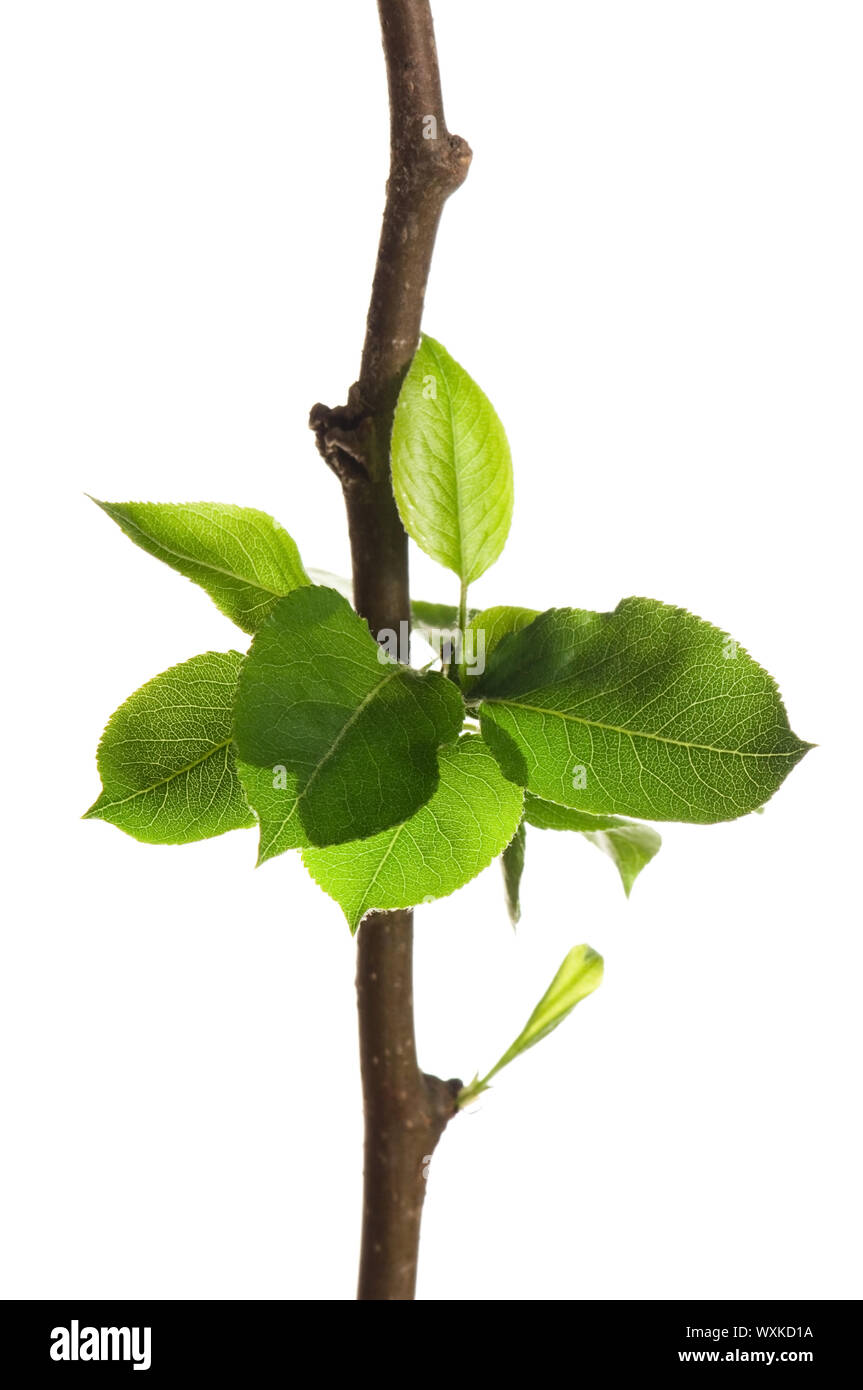 Tree branch with leaves isolated on white Stock Photo - Alamy