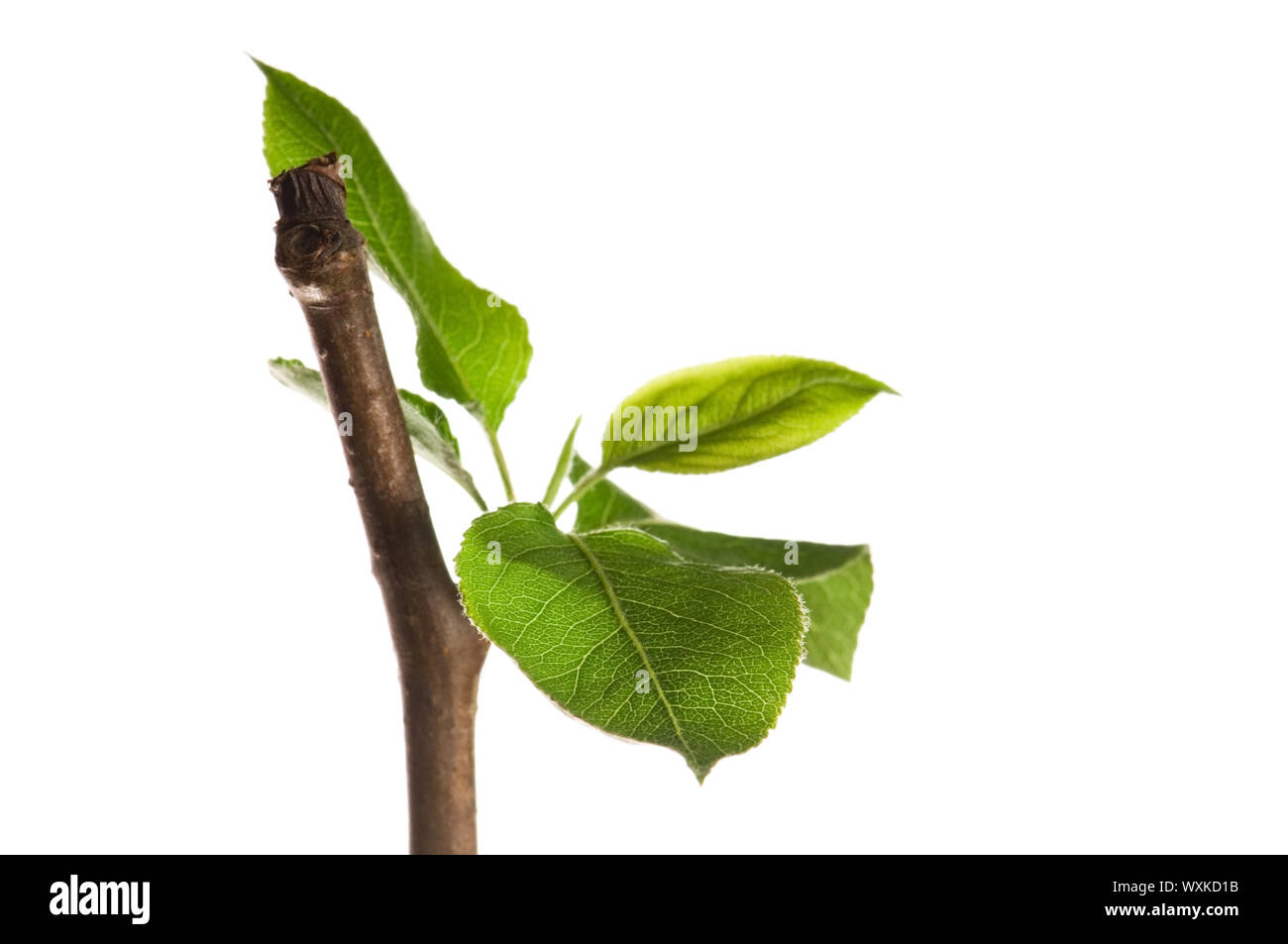 Tree branch with leaves isolated on white Stock Photo - Alamy