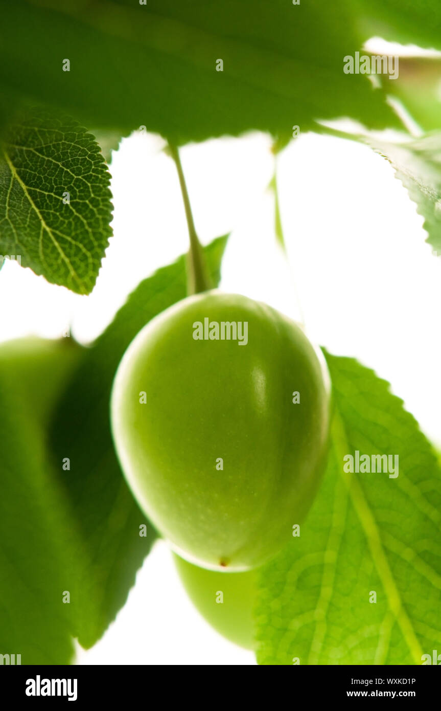 growing green plums isolated on the white Stock Photo - Alamy
