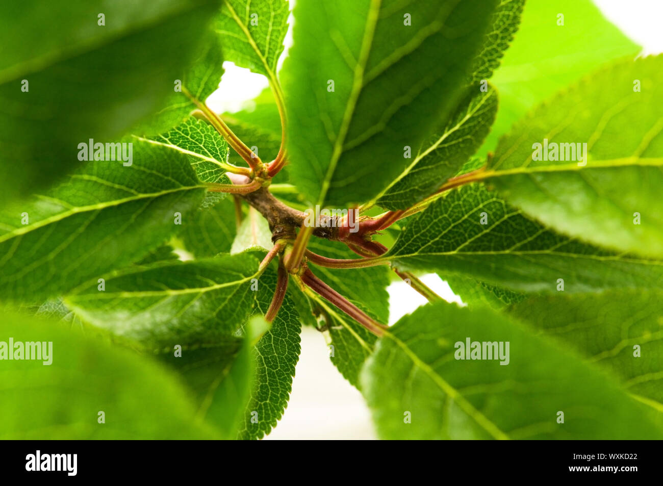 Tree branch with leaves isolated on white Stock Photo - Alamy