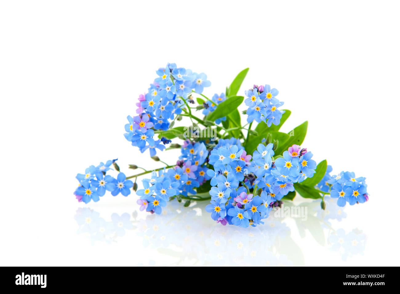 Blue forget me not flowers Stock Photo - Alamy