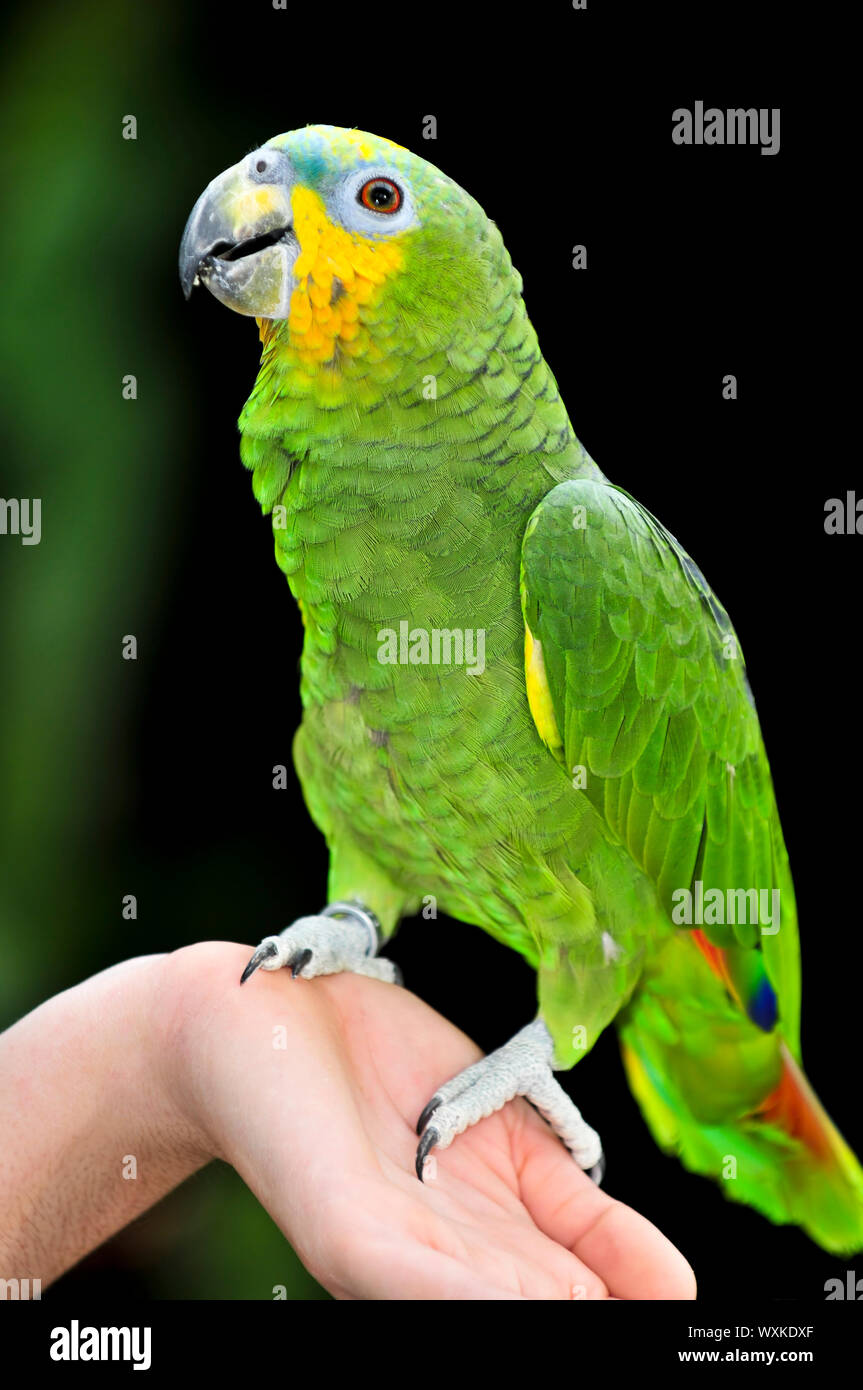 Yellow shouldered Amazon parrot perched on hand Stock Photo - Alamy