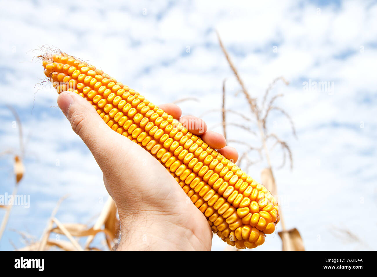 maize in hand over field Stock Photo - Alamy