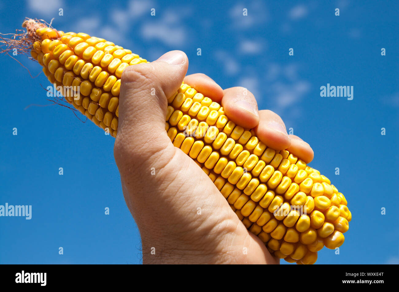 White maize seed and hand hi-res stock photography and images - Alamy