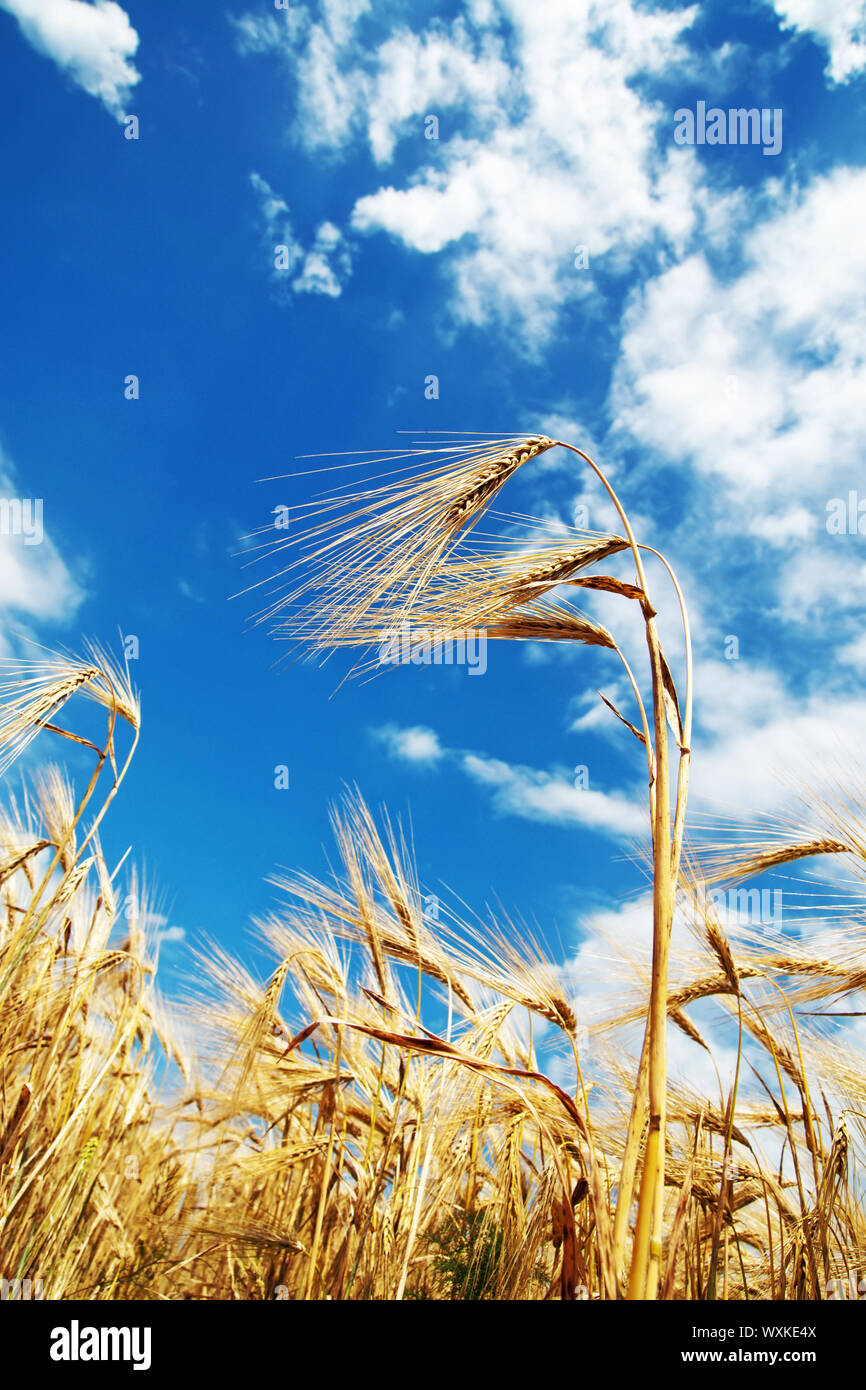 wheat of ear with blue cloudy sky Stock Photo - Alamy