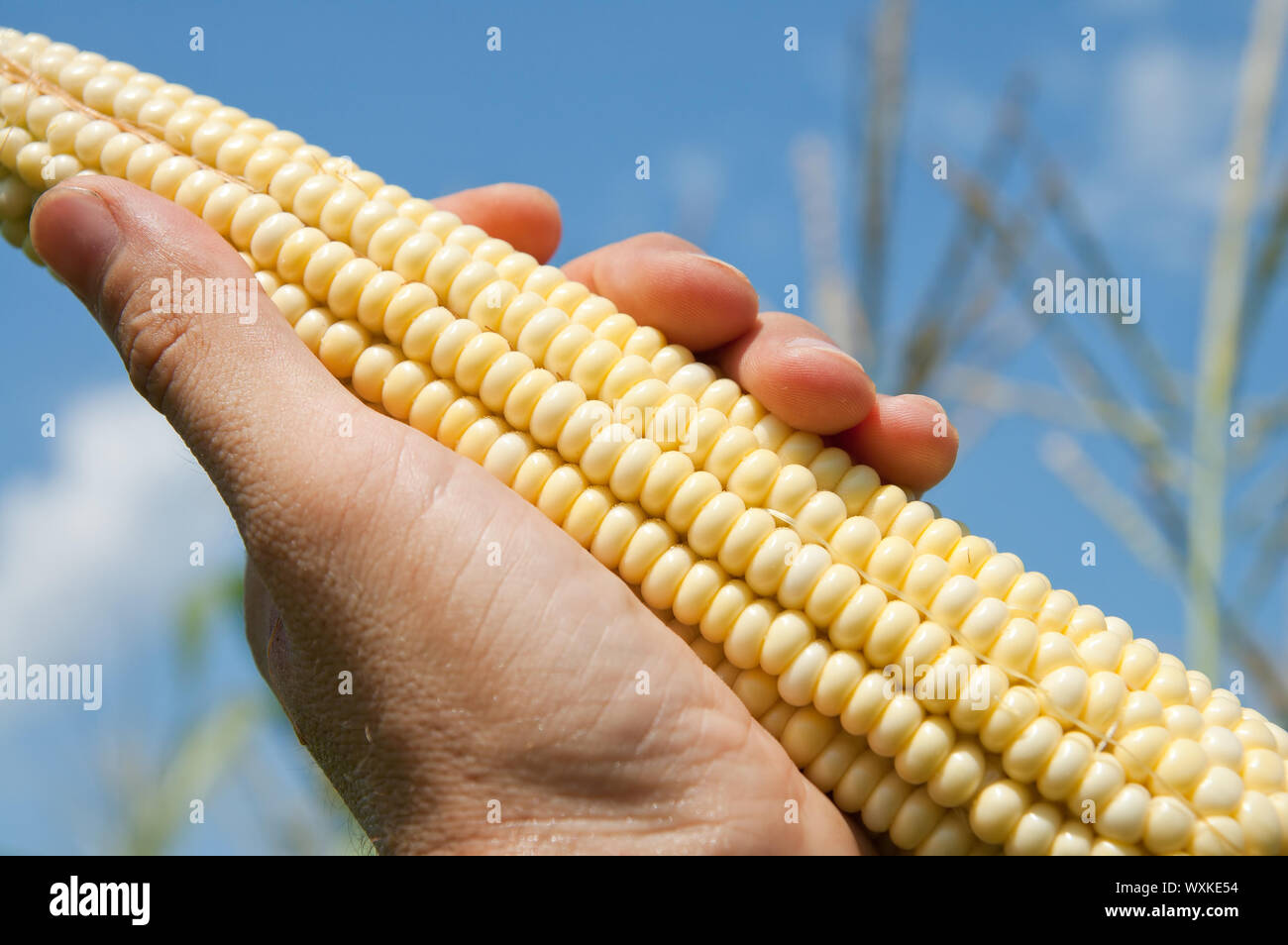 maize in hand Stock Photo - Alamy