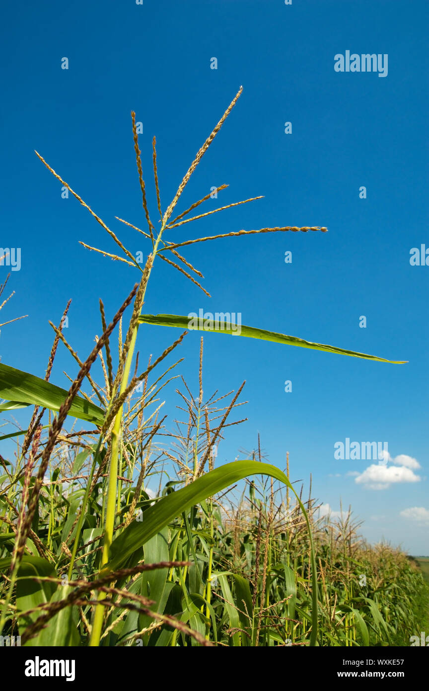 field with maize Stock Photo - Alamy