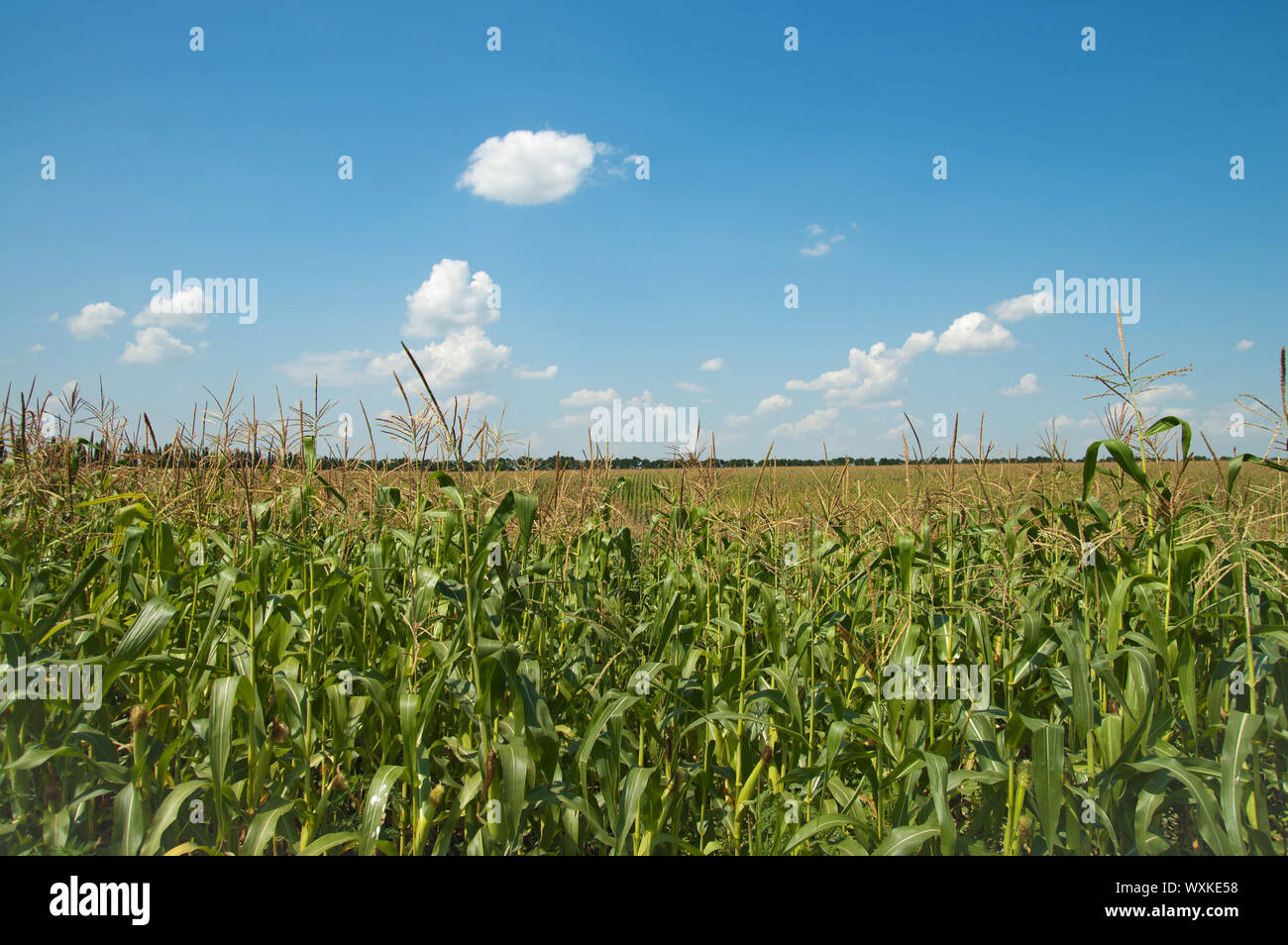field with corn under blue sky and clouds Stock Photo - Alamy