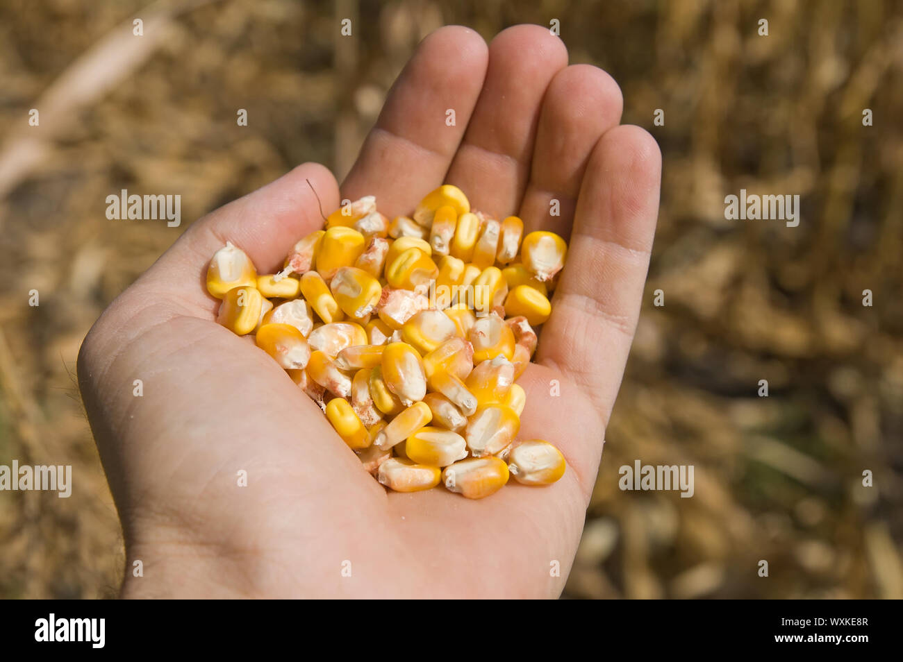 maize in hand Stock Photo - Alamy