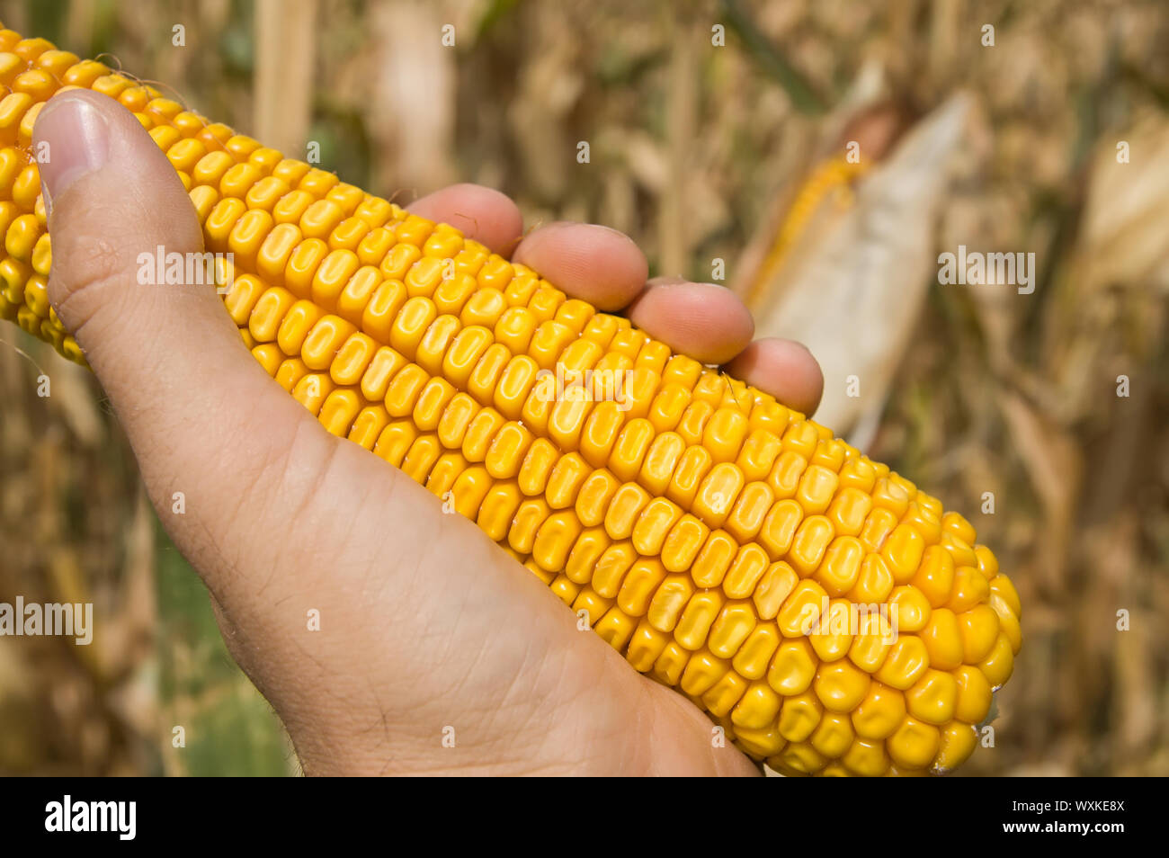 maize in hand Stock Photo - Alamy