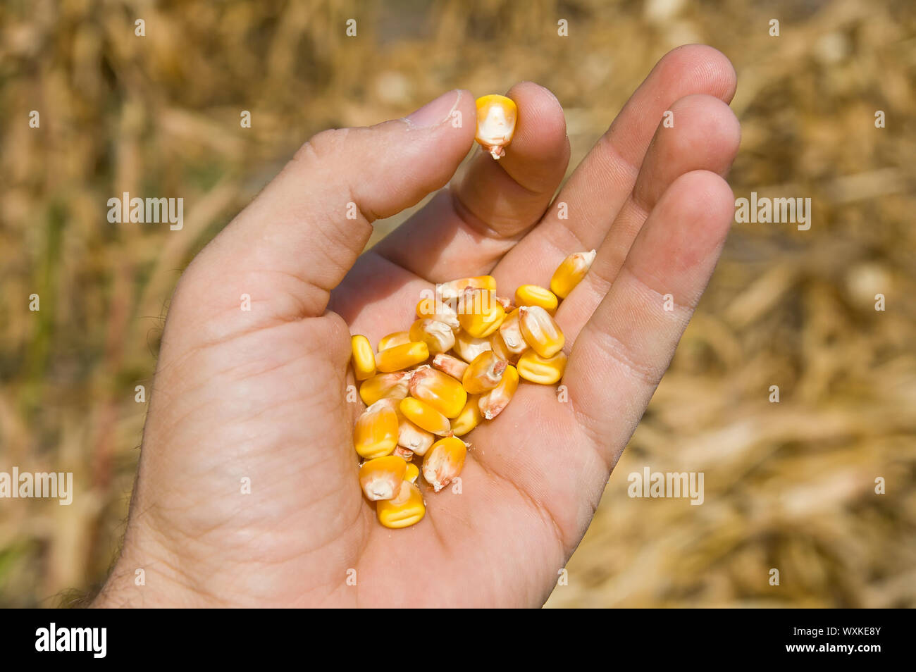 maize in hand Stock Photo - Alamy