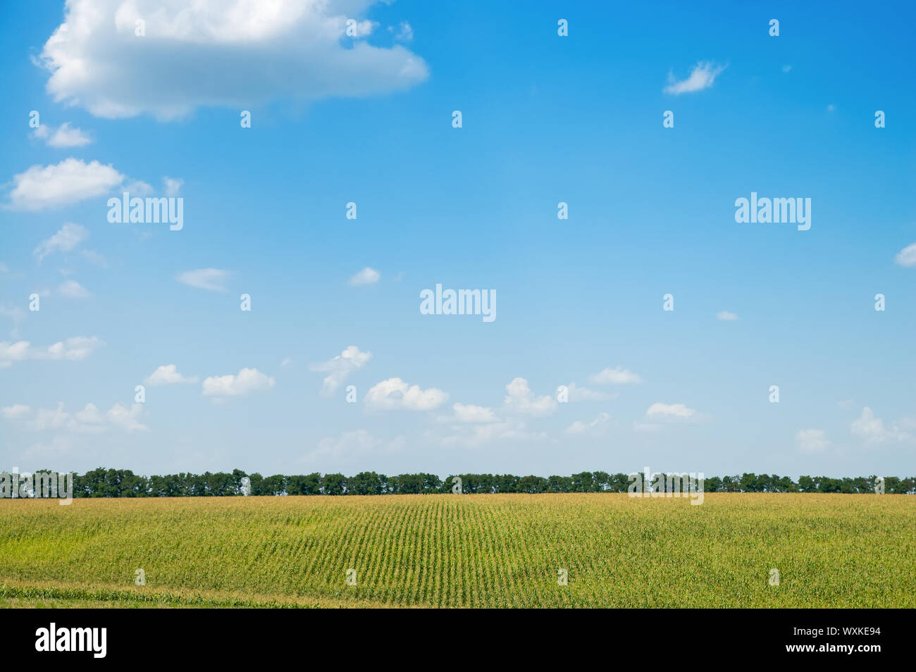 field with corn under blue sky with clouds Stock Photo - Alamy