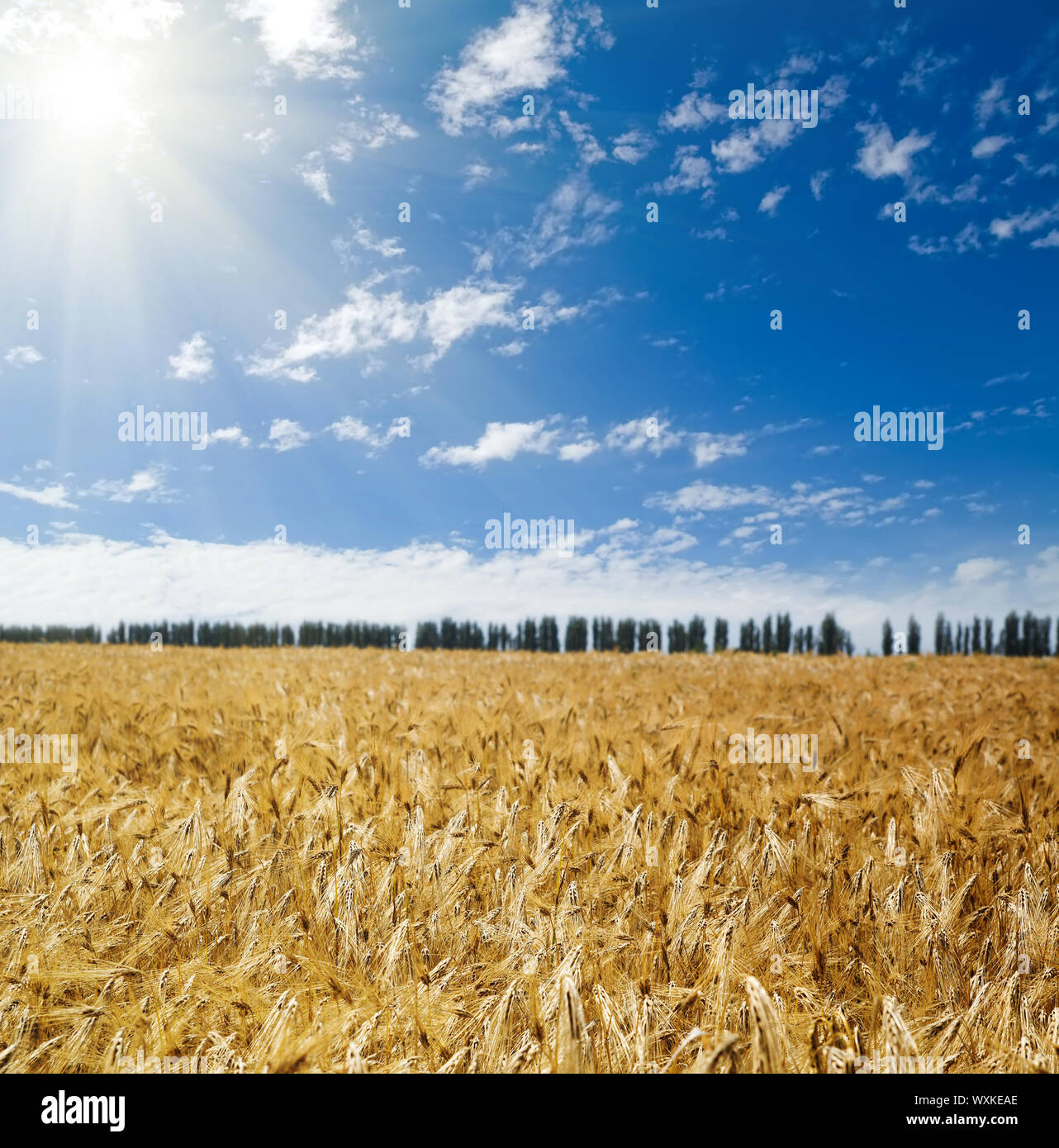 sun over field with wheat Stock Photo - Alamy